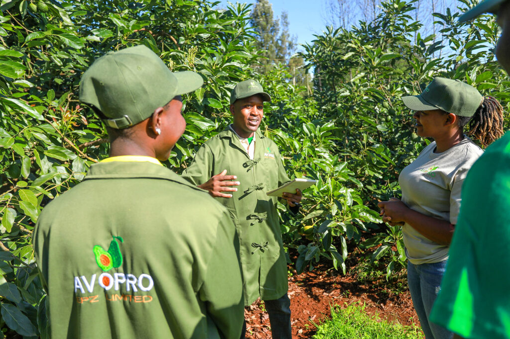 About Us - Avoprokenya